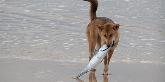 From crustaceans to camels: Deakin study tracks dingo diets | Deakin