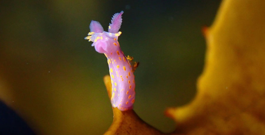 Deakin after dark: A young researcher with a passion for sea slugs