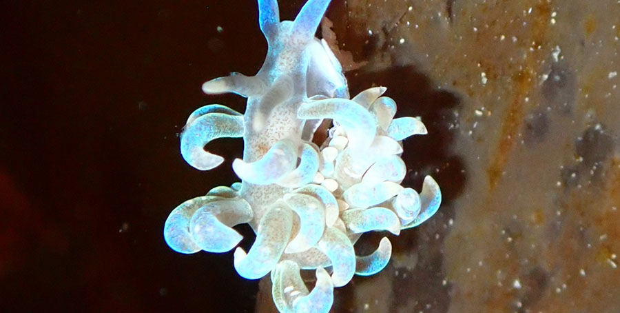Deakin after dark: A young researcher with a passion for sea slugs