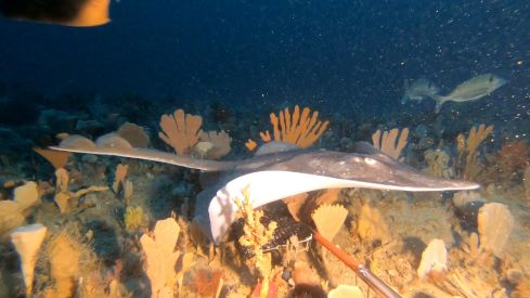 Underwater drones reveal rich biodiversity in Apollo Marine Park | Deakin