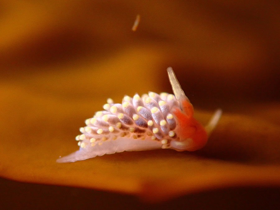 Deakin after dark: A young researcher with a passion for sea slugs
