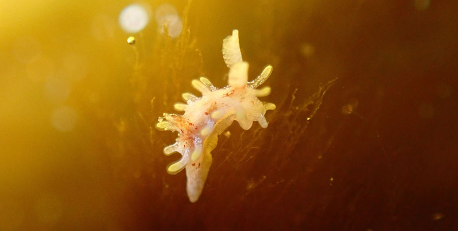 Deakin after dark: A young researcher with a passion for sea slugs