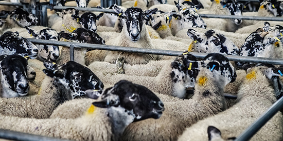Farmers urged to beware of needle stick injuries at lamb-marking time ...