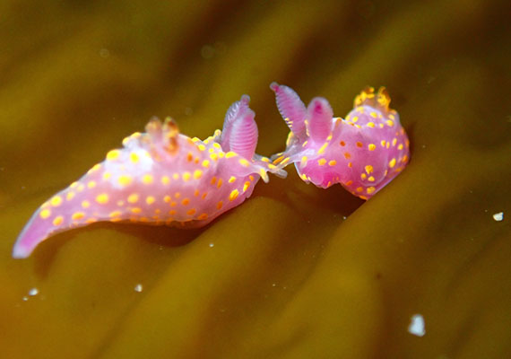 Deakin after dark: A young researcher with a passion for sea slugs