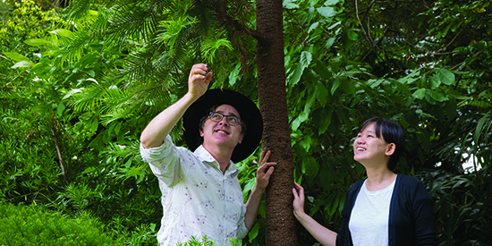 World-first project to unlock genetic code of prehistoric Wollemi Pine ...