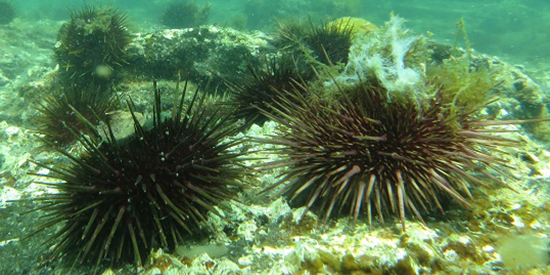 Sea urchin cull in Port Phillip Bay to help restore kelp forests | Deakin